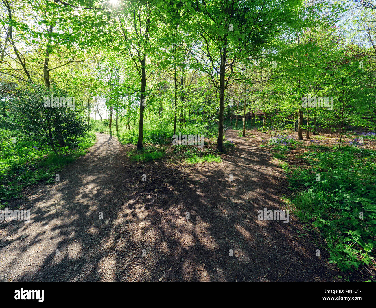 Spring forest park,Northern Ireland Stock Photo - Alamy
