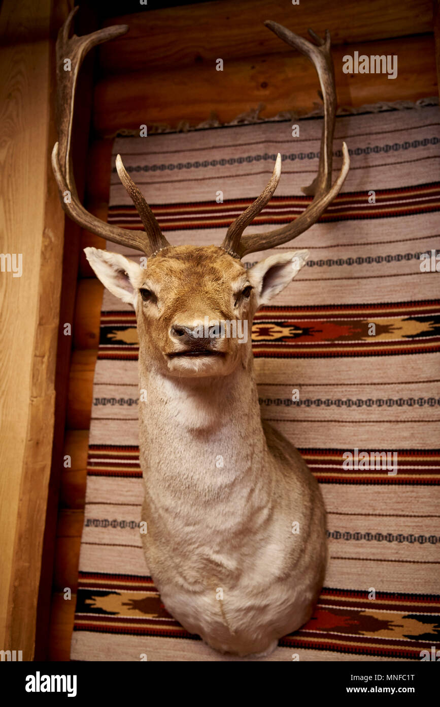 Wooden house with deer head hi-res stock photography and images - Alamy