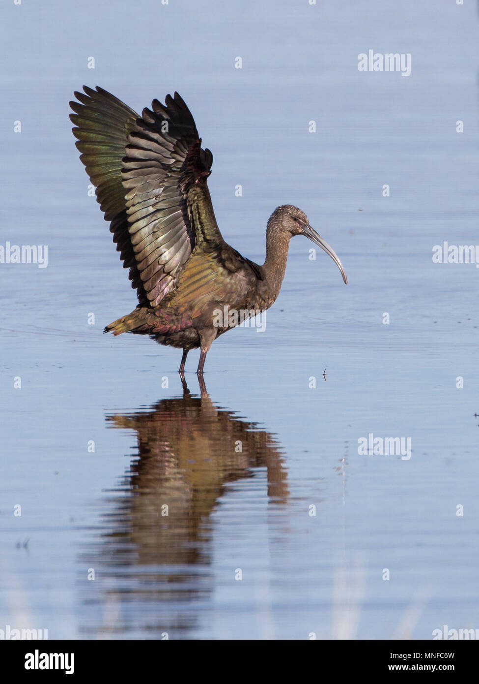 White faced ibis hi-res stock photography and images - Alamy