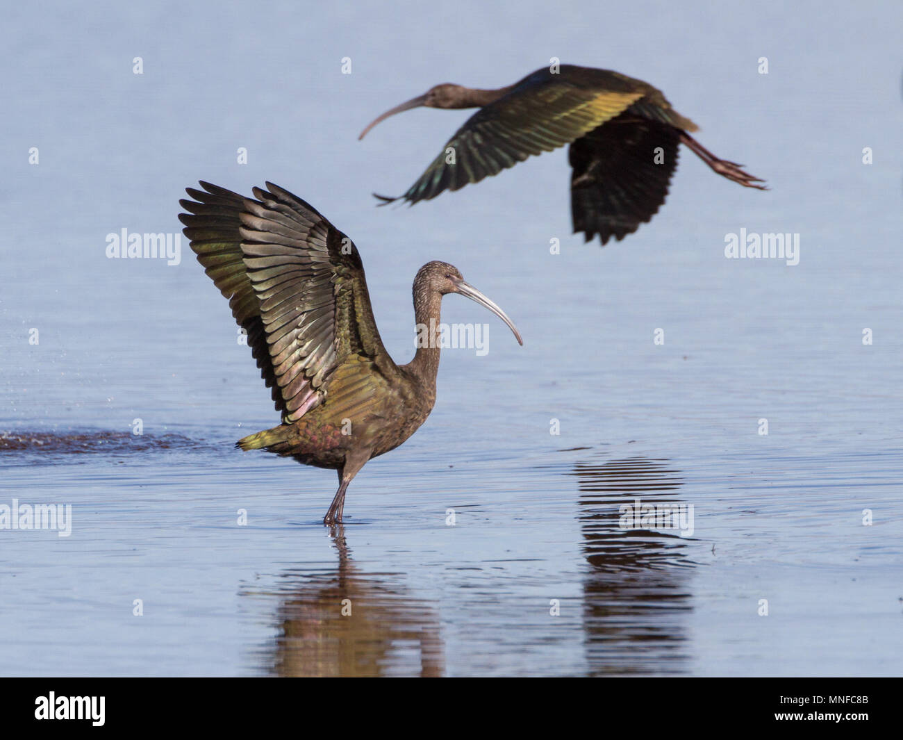 A white-faced ibis with wings raised and another flying in the ...