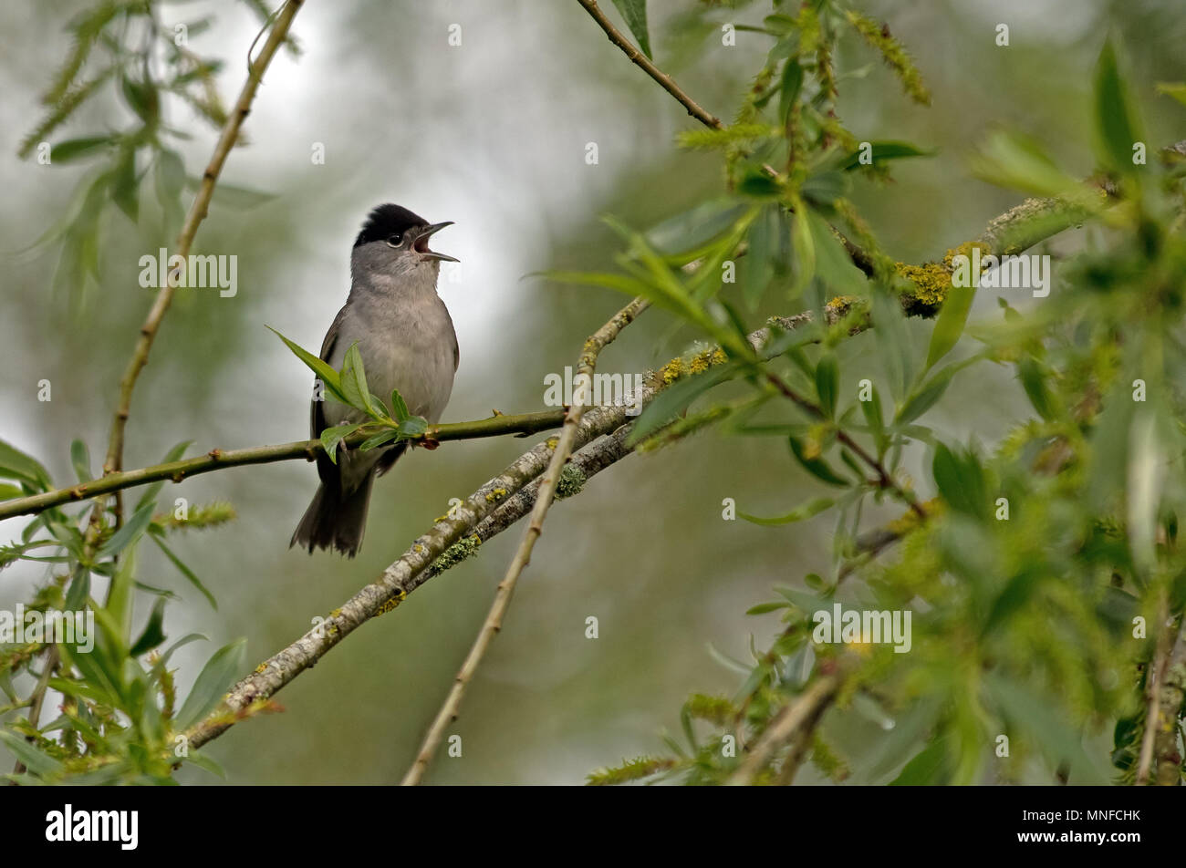 Singing male blackcap sylvia atricapilla hi-res stock photography and ...