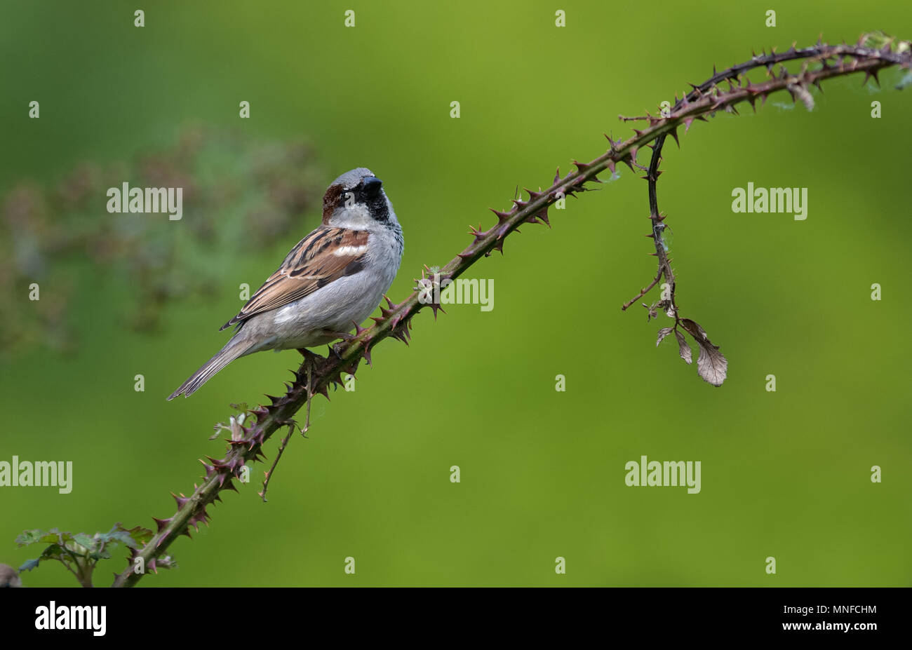 Passer domesticus uk hi-res stock photography and images - Alamy