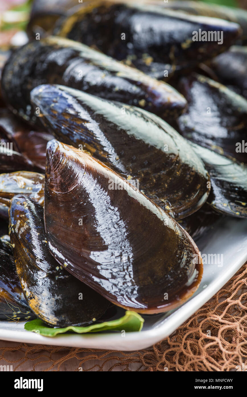 Bivalve Alive High Resolution Stock Photography and Images - Alamy
