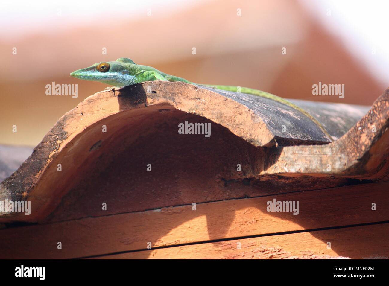 Lizard Sunning and Watching Stock Photo - Alamy