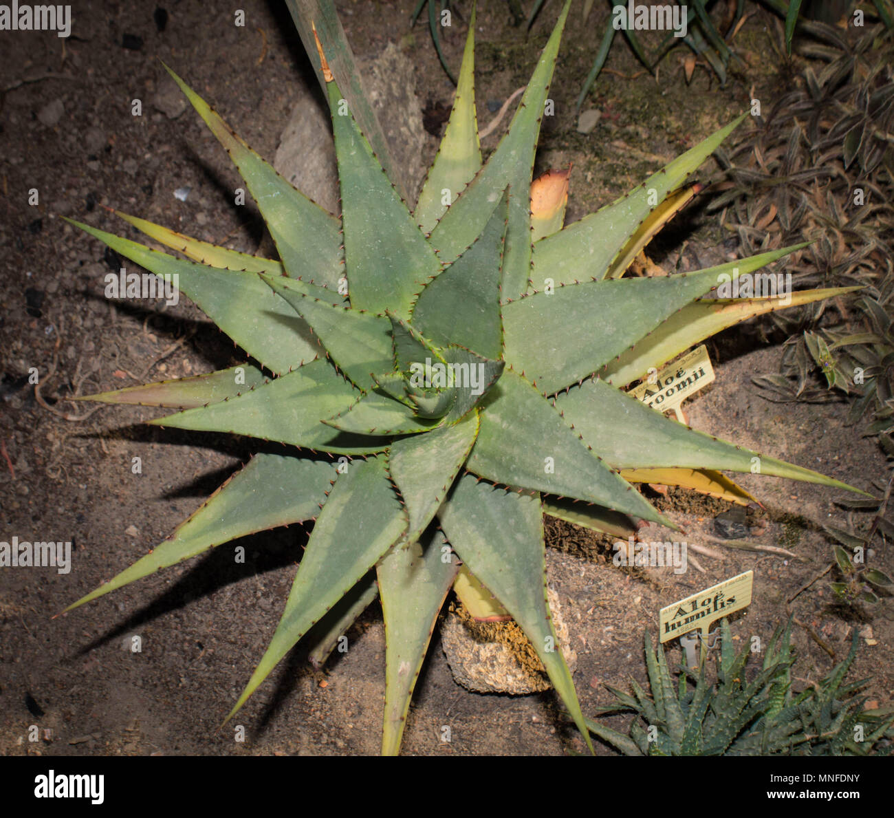 Aloe texture hi-res stock photography and images - Alamy