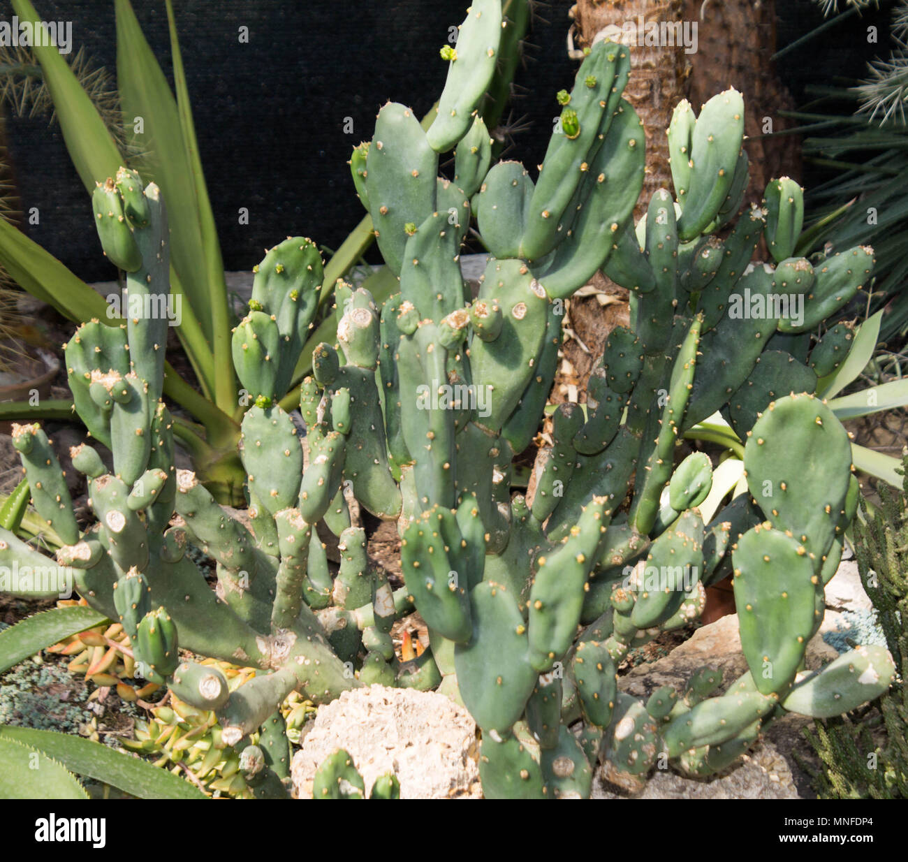Oval cactus hi-res stock photography and images - Alamy