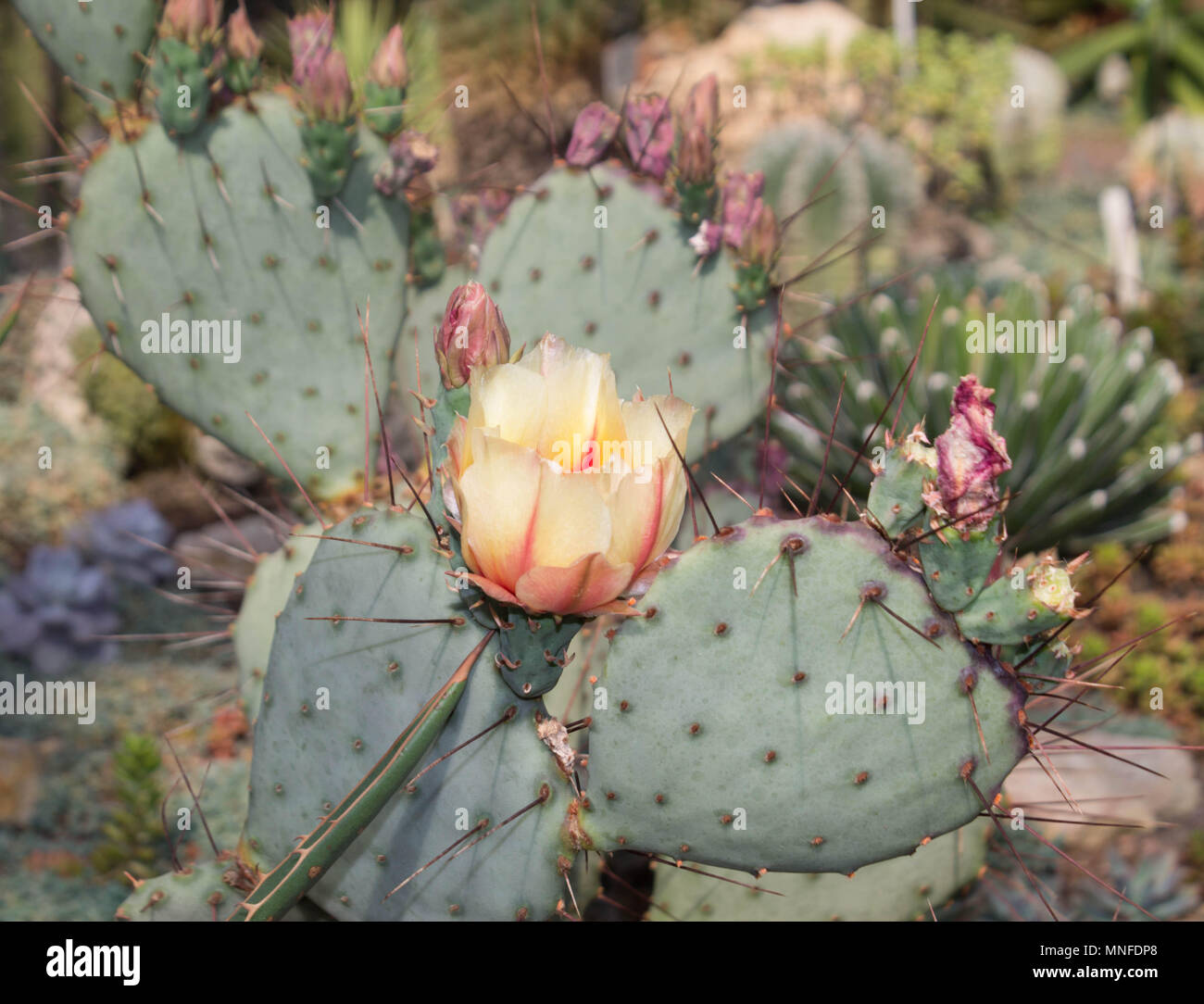 blooming cactus oval flat shape close-up with orange flowers Stock ...
