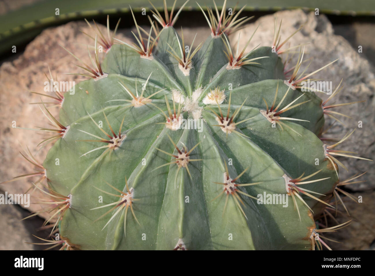round top of cactus close-up Stock Photo - Alamy