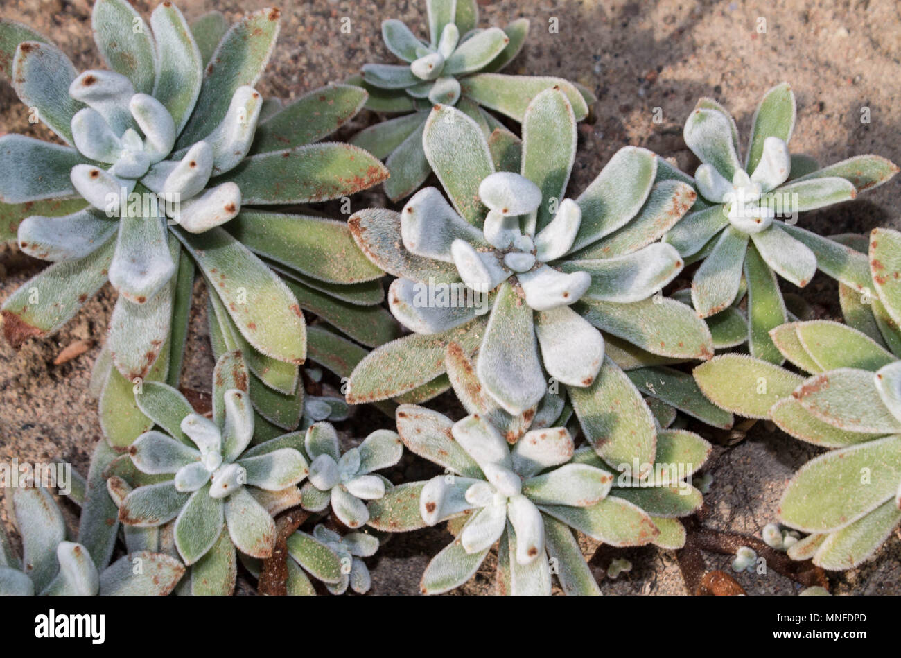 Cactus plant moss hi-res stock photography and images - Alamy
