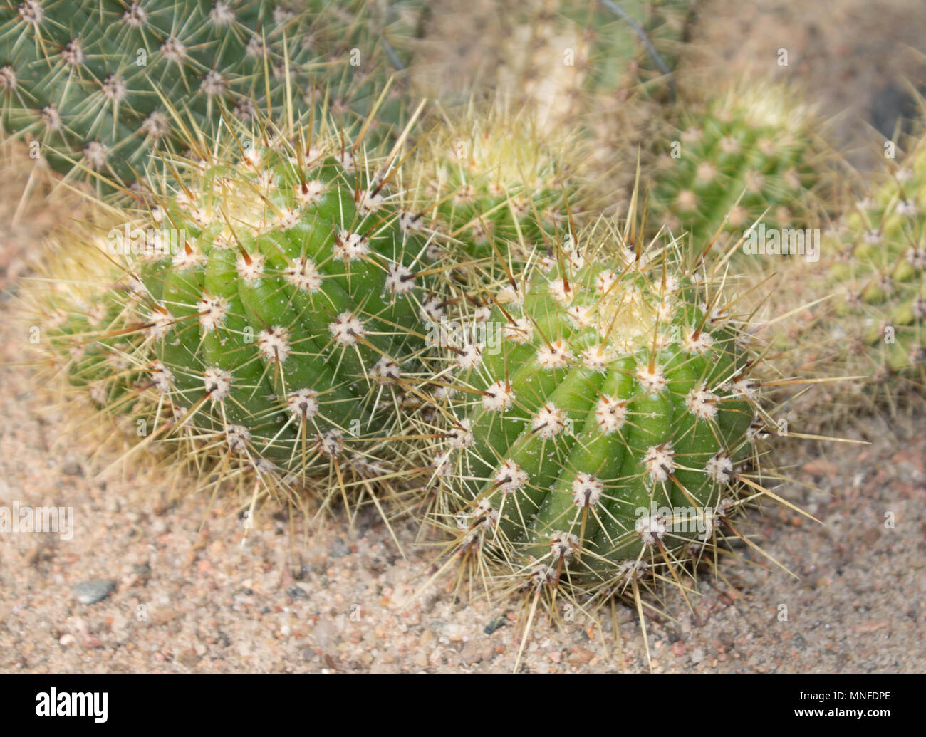 Cactus desert round flower garden hi-res stock photography and images ...