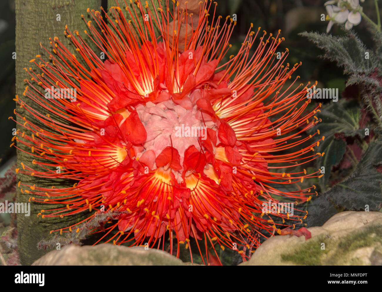 big red tropical flower on the tree Stock Photo - Alamy
