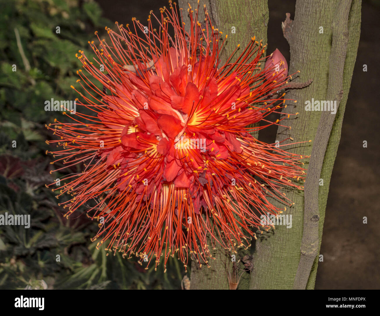 Hairy red flower hi-res stock photography and images - Alamy