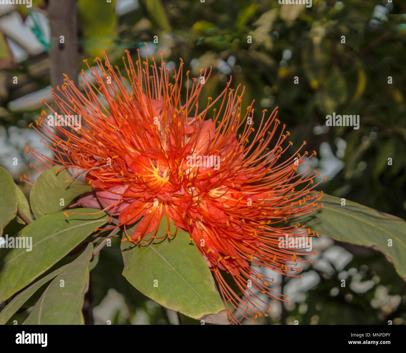 big red tropical flower on the tree Stock Photo - Alamy