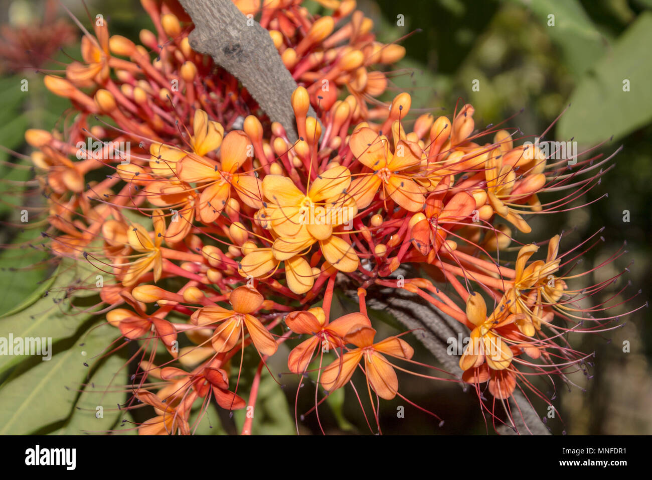 orange small tropical flowers growing group Stock Photo - Alamy