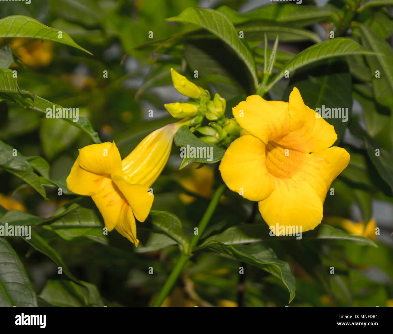 Yellow tropical flowers hi-res stock photography and images - Alamy