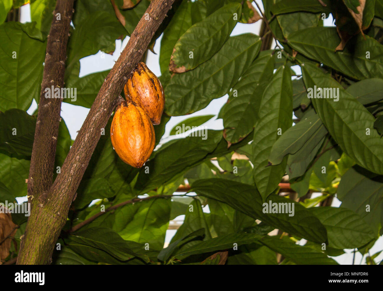 Cocoa tree leaves hi-res stock photography and images - Alamy
