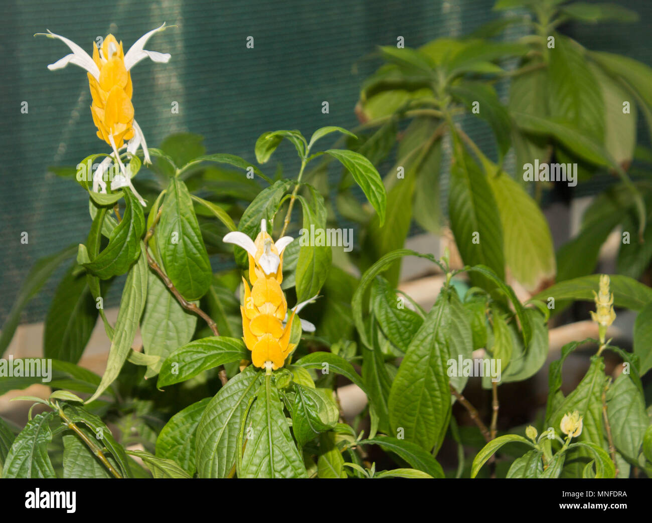 Yellow tropical flowers hi-res stock photography and images - Alamy