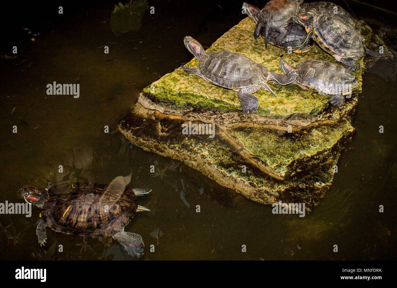 Stone tortoise hi-res stock photography and images - Alamy