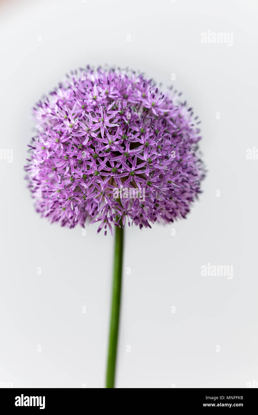 Alum Flower on White Background Stock Photo - Alamy