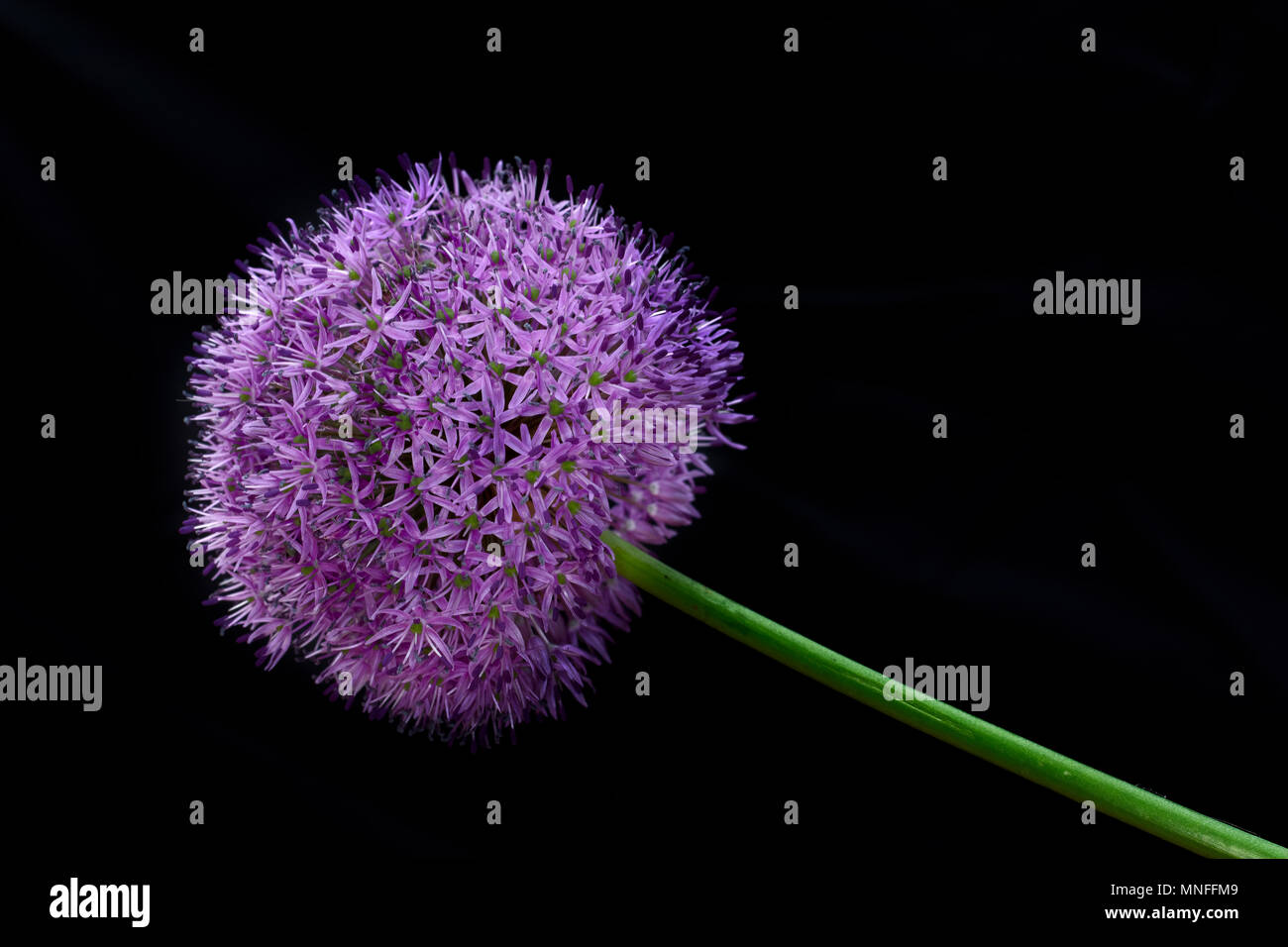 Alium flower hi-res stock photography and images - Alamy