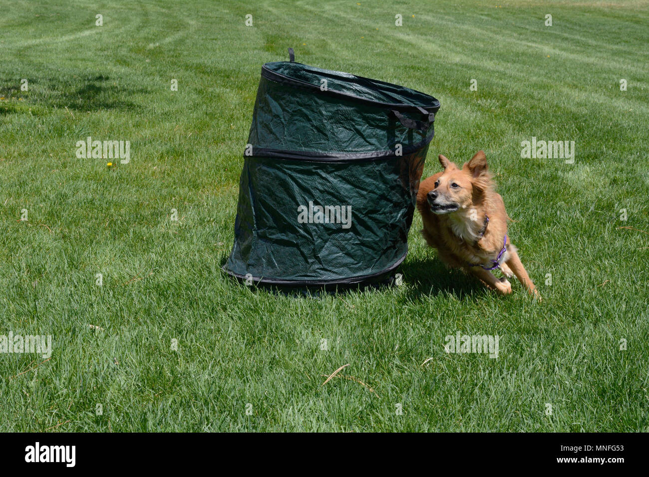Mixed breed brown dog running tightly around barrel in agility practice ...