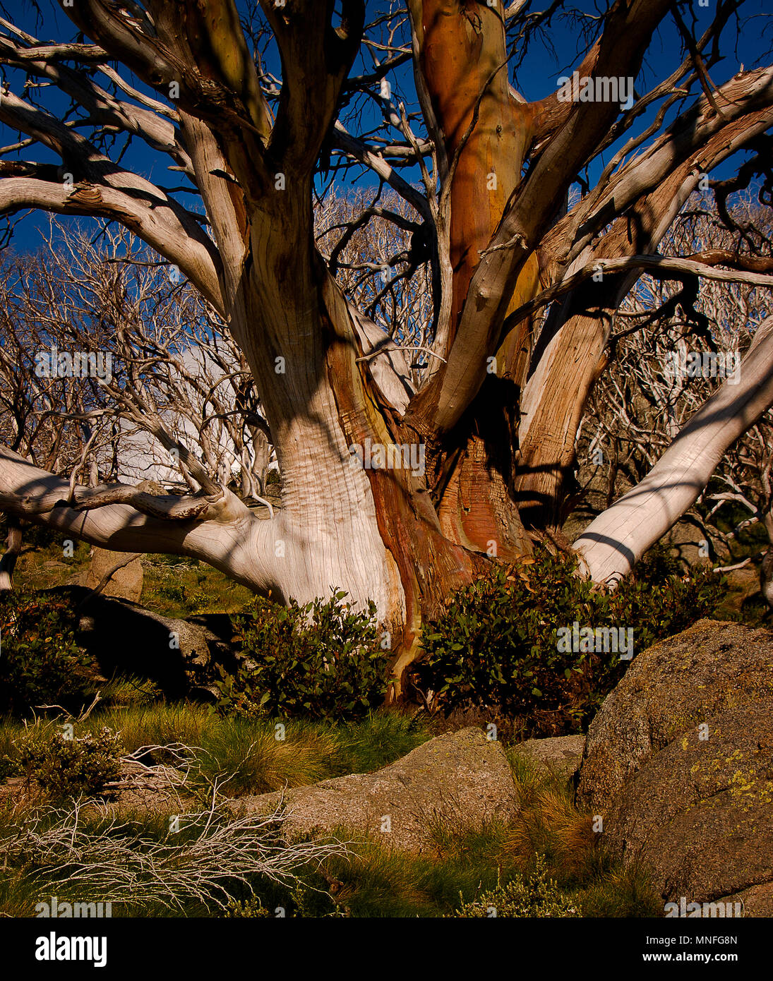 Snow Gum half killed in bushfire, Snowy Mountains, Australia Stock ...