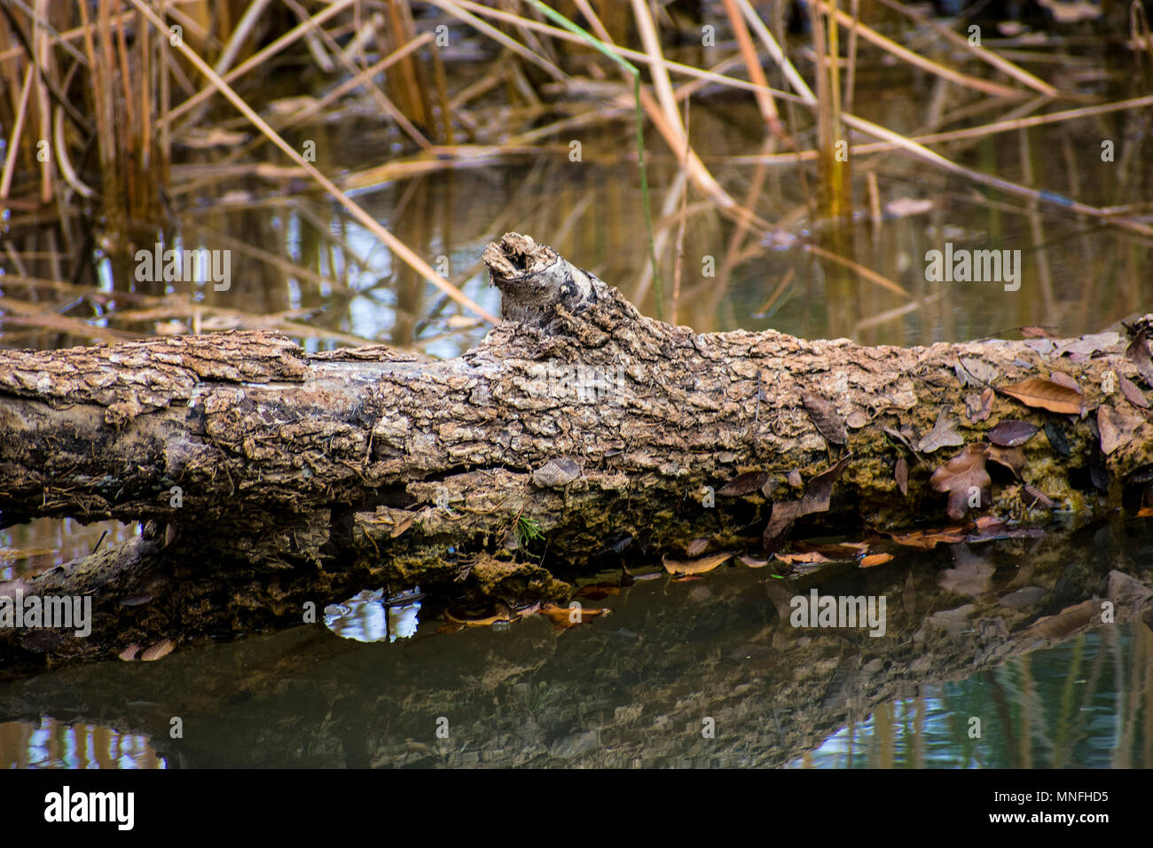 Log floating hi-res stock photography and images - Alamy