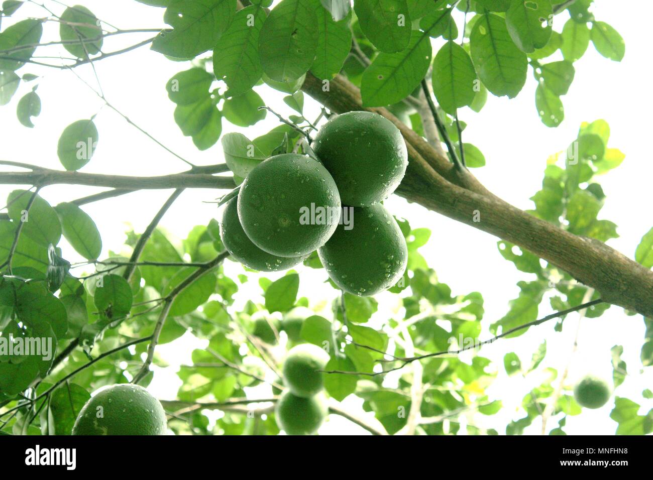 Green pomelo growing on a tree. Nature green concept, green shaddock is ...