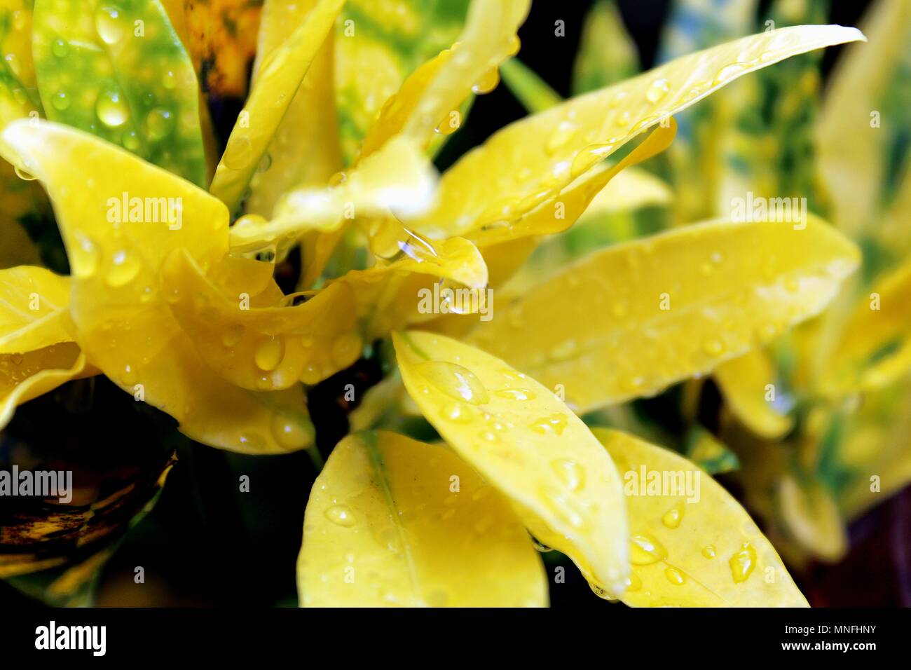 beautiful croton plant leaves and colorful foliage, natural background ...