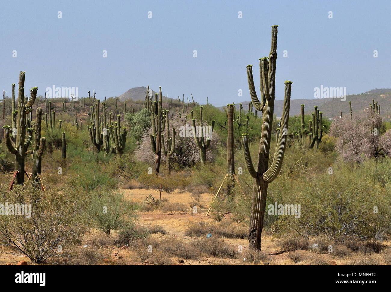 Cactus grove hi-res stock photography and images - Alamy