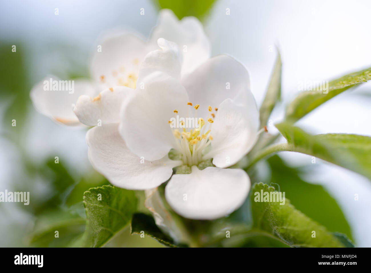 Blossoming apple apple tree in orchard. Macro apple flower on apple ...