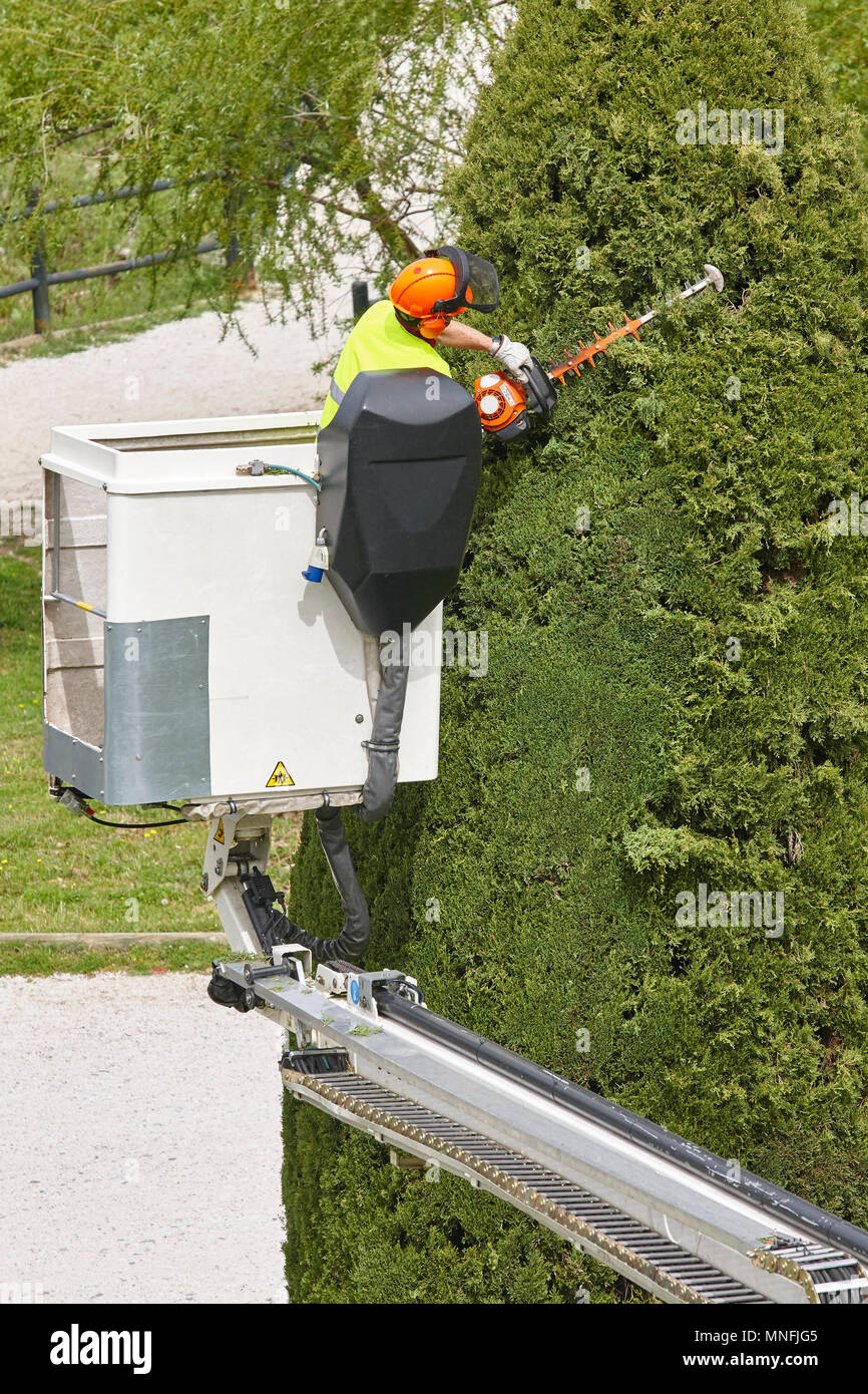 Equiped worker pruning a tree on a crane. Gardening works Stock Photo ...