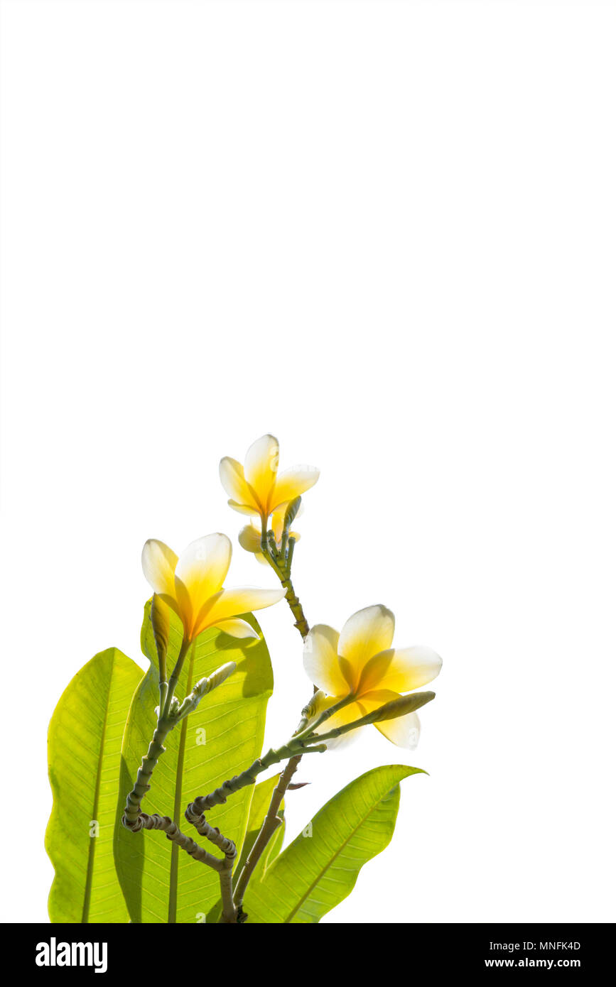 Frangipani on the plumeria tree,frangipani tropical flowers.White ...