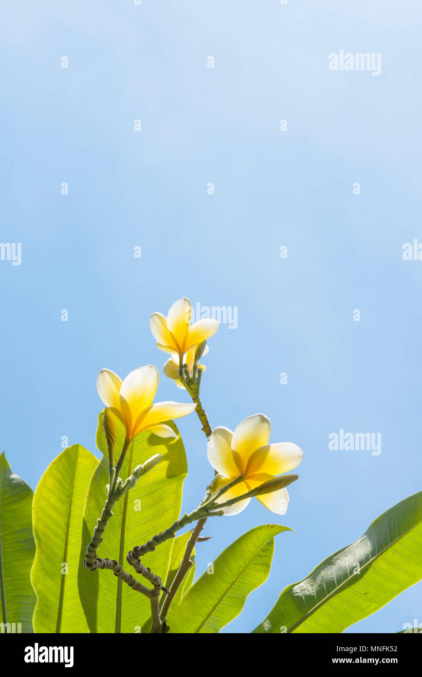 Frangipani on the plumeria tree,frangipani tropical flowers.White ...