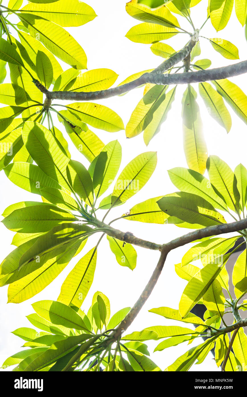 Frangipani on the plumeria tree,frangipani tropical flowers.White ...