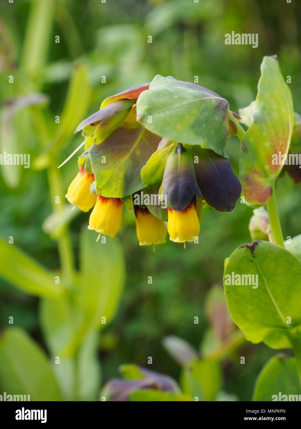 Close up of the yellow tipped flowers of Cerinthe major Yellow Gem ...