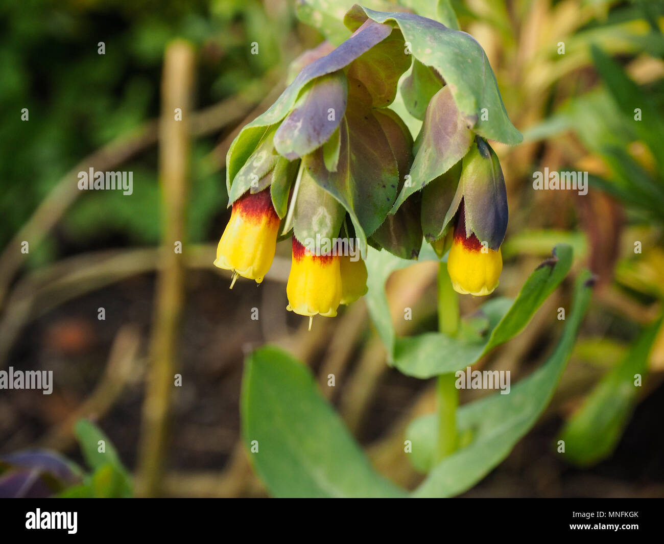 Close up of the yellow tipped flowers of Cerinthe major Yellow Gem ...