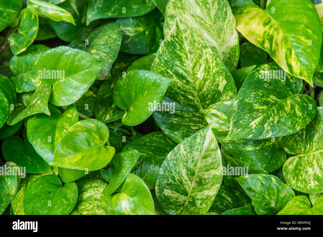 Plumeria,Frangipani, Temple Tree, Pink flower isolated on white ...
