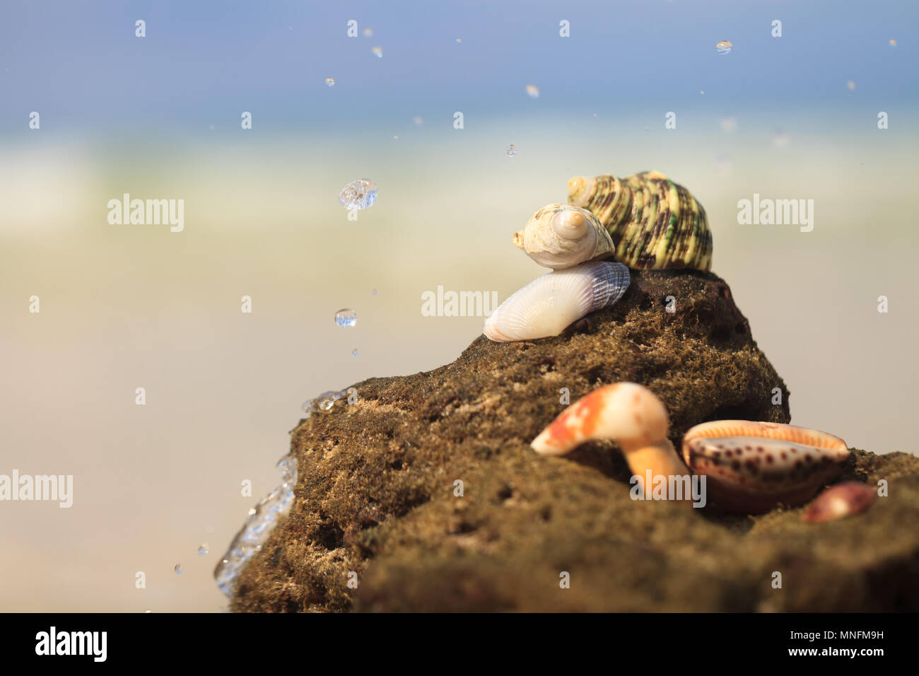 Summer vacation concept: Tropical beach with seashells on the ...