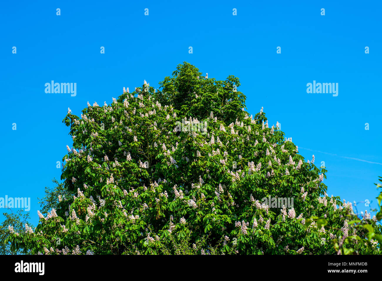 Spreading chestnut tree hi-res stock photography and images - Alamy