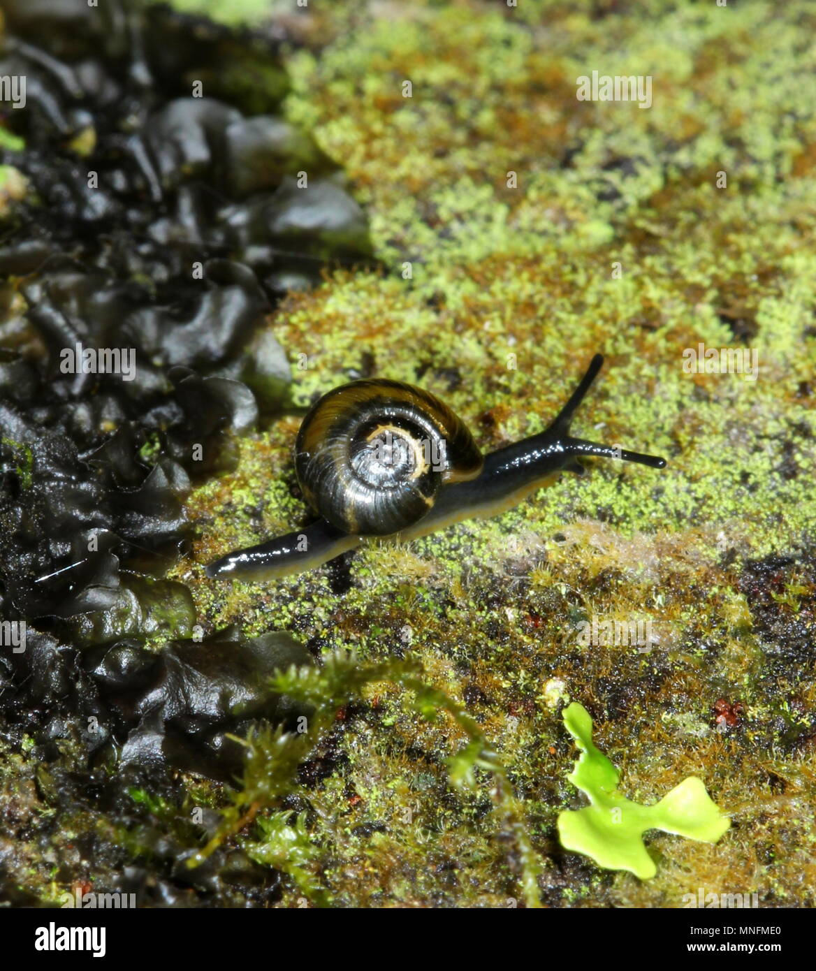 Bush snail hi-res stock photography and images - Alamy