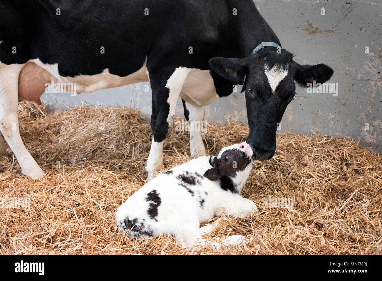 mother cow and newborn black and white calf in straw inside barn of ...