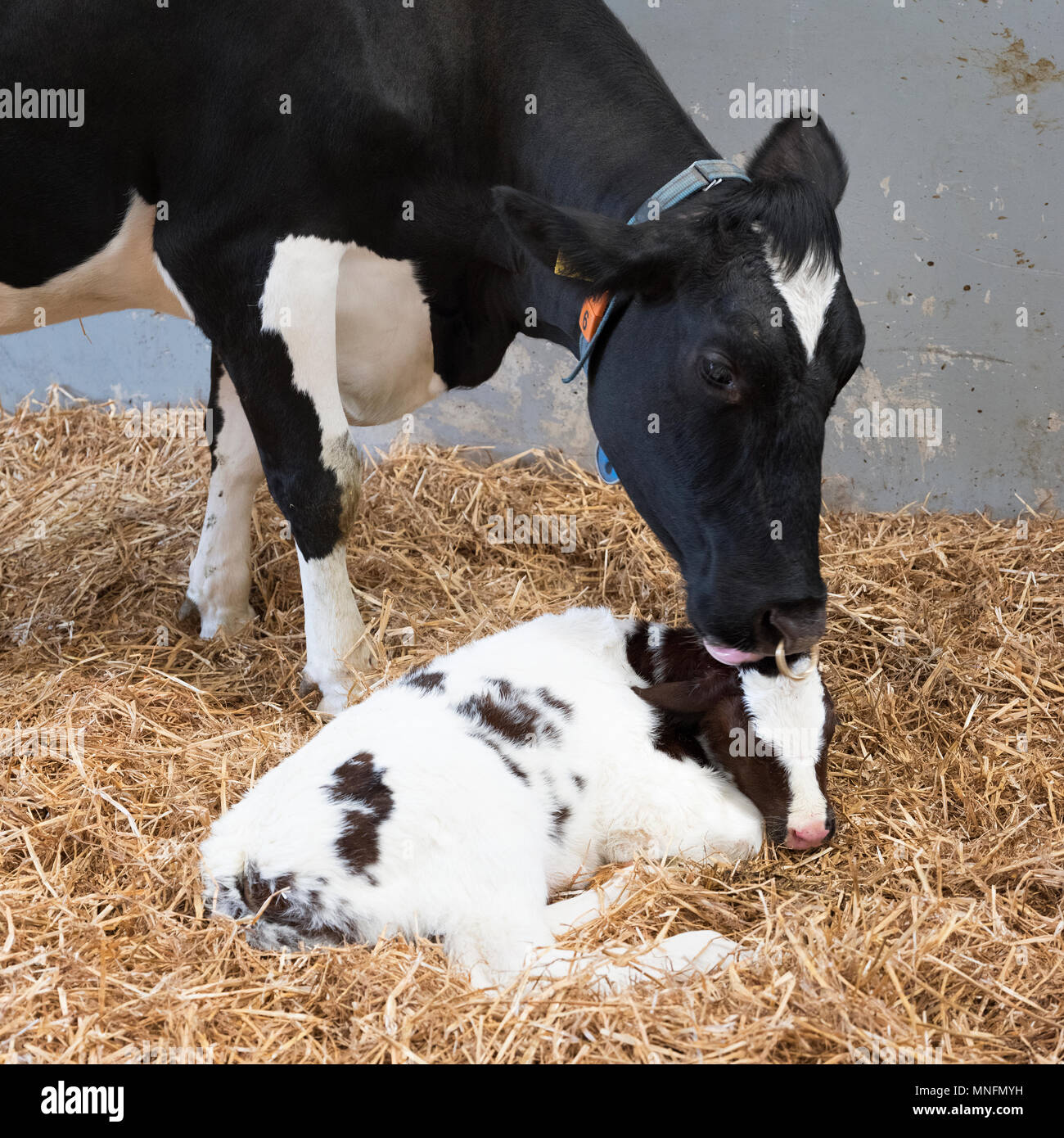 mother cow and newborn black and white calf in straw inside barn of ...
