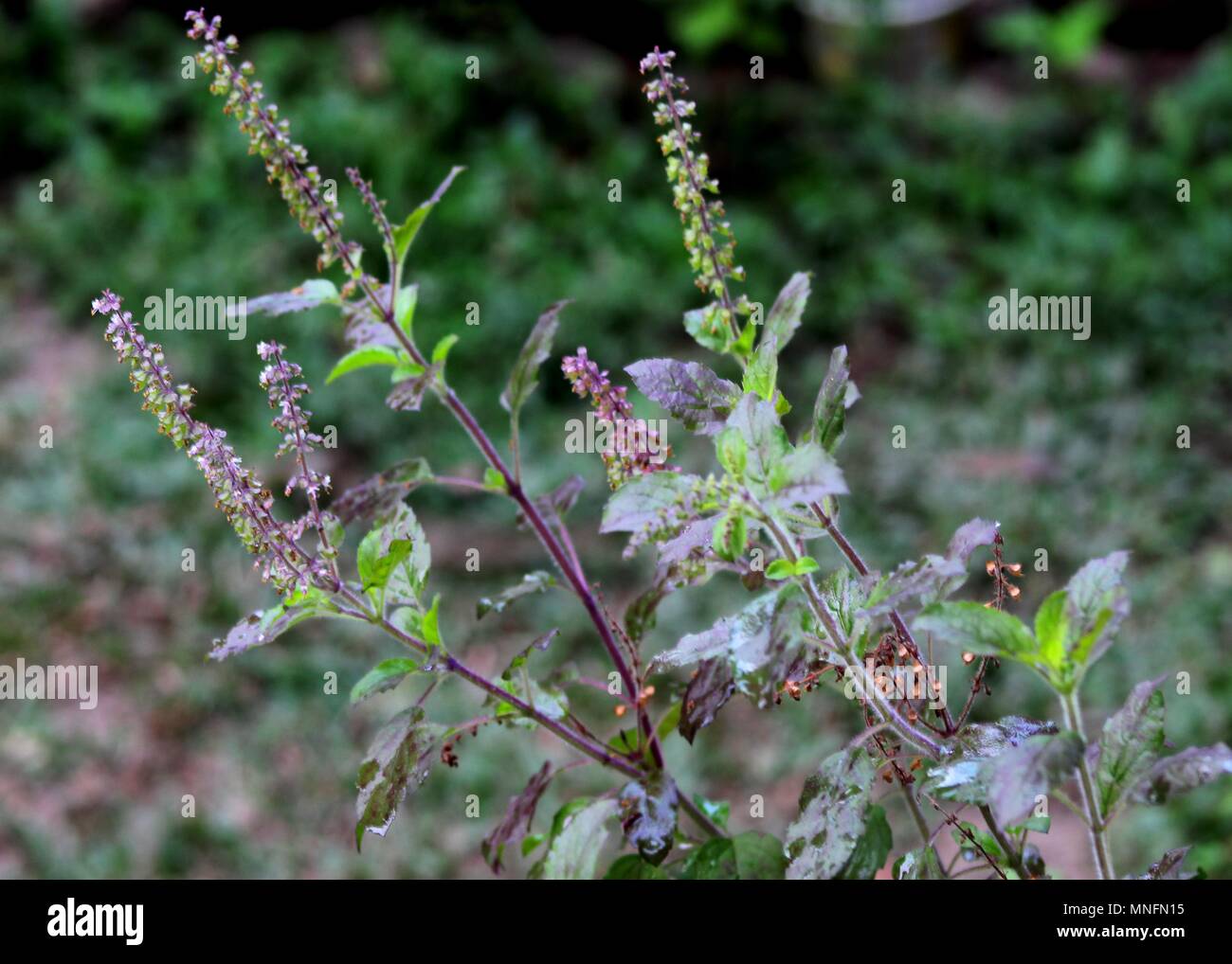 close-up, macro view of small purple color Thulasi, Tulsi, holy basil ...