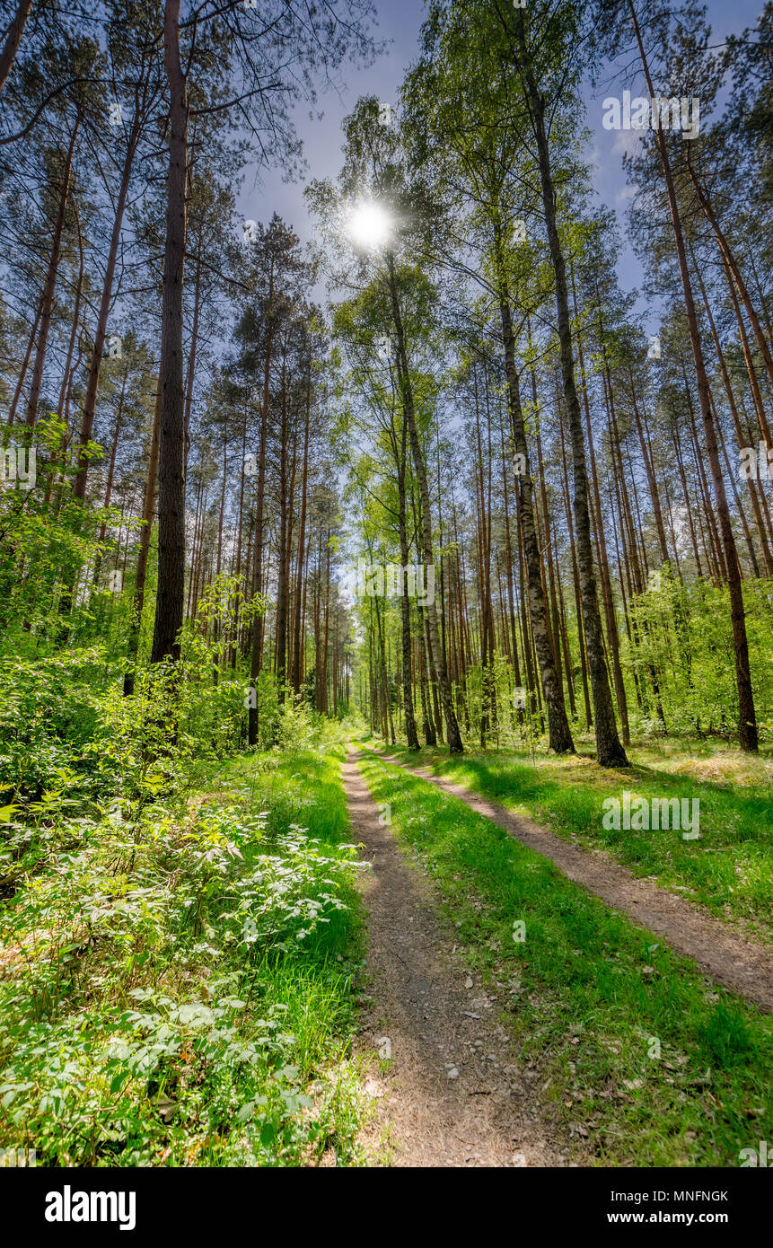 Pinewood natural hi-res stock photography and images - Alamy