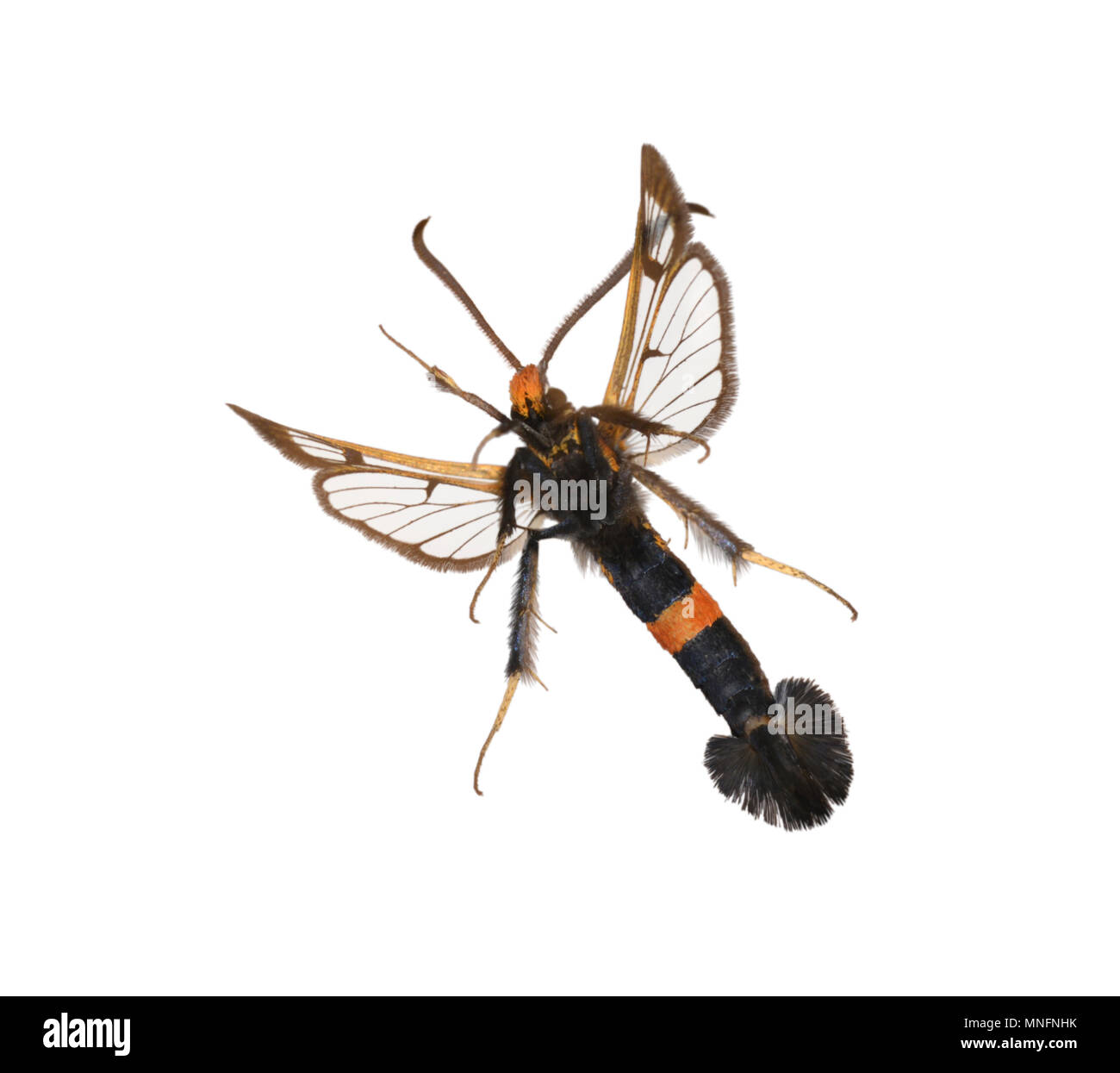 Red underwing moths hi-res stock photography and images - Alamy