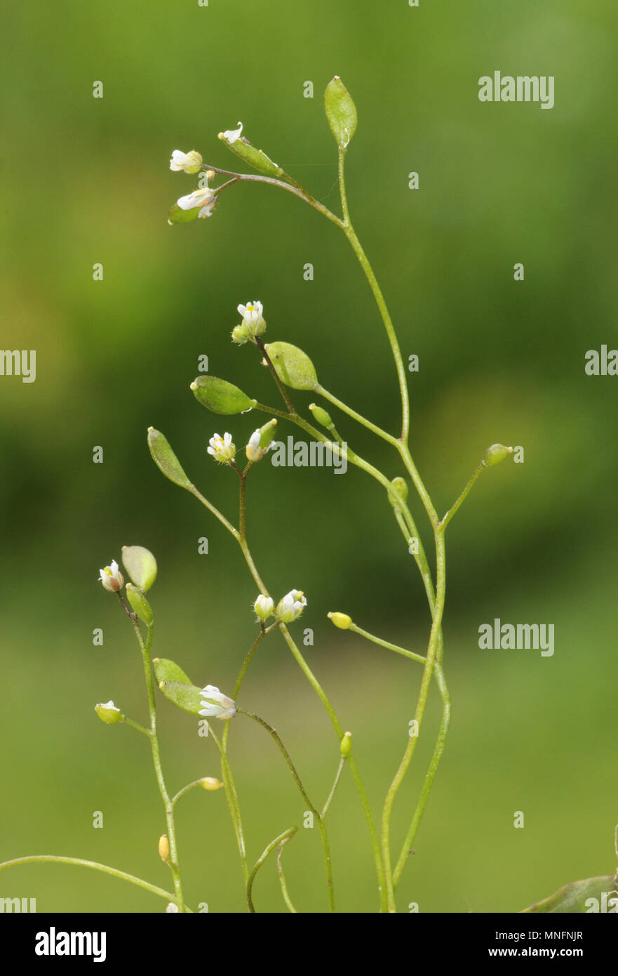 Common Whitlowgrass - Erophila verna Stock Photo - Alamy