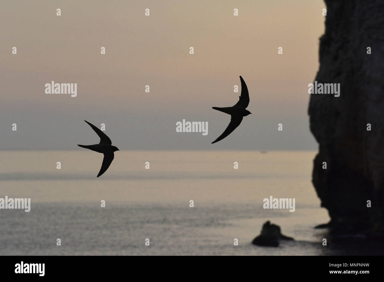 Alpine Swift - Apus melba Stock Photo - Alamy