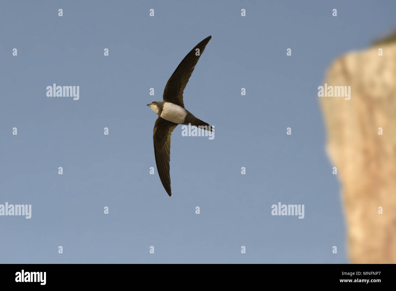 Alpine Swift - Apus melba Stock Photo - Alamy