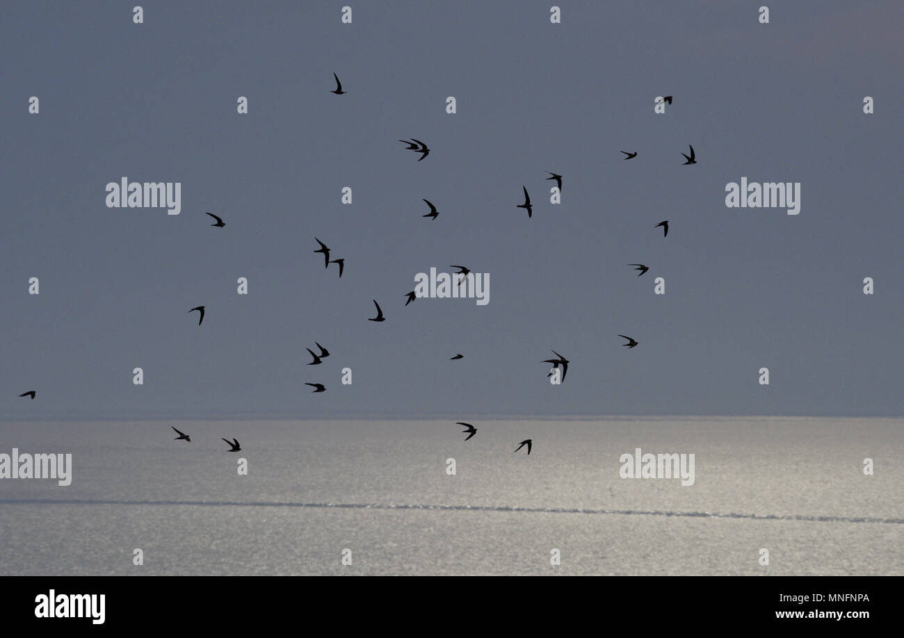 Alpine Swift - Apus melba Stock Photo - Alamy